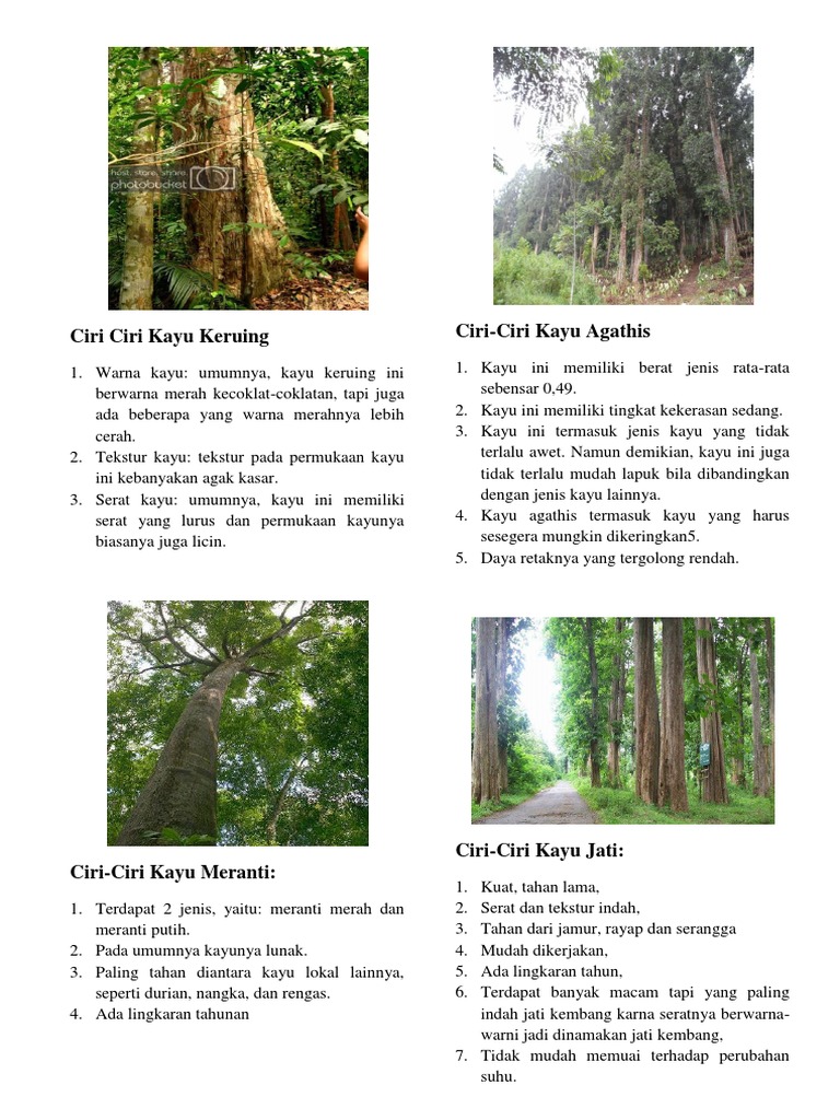 Ciri Ciri Kayu Keruing | PDF
