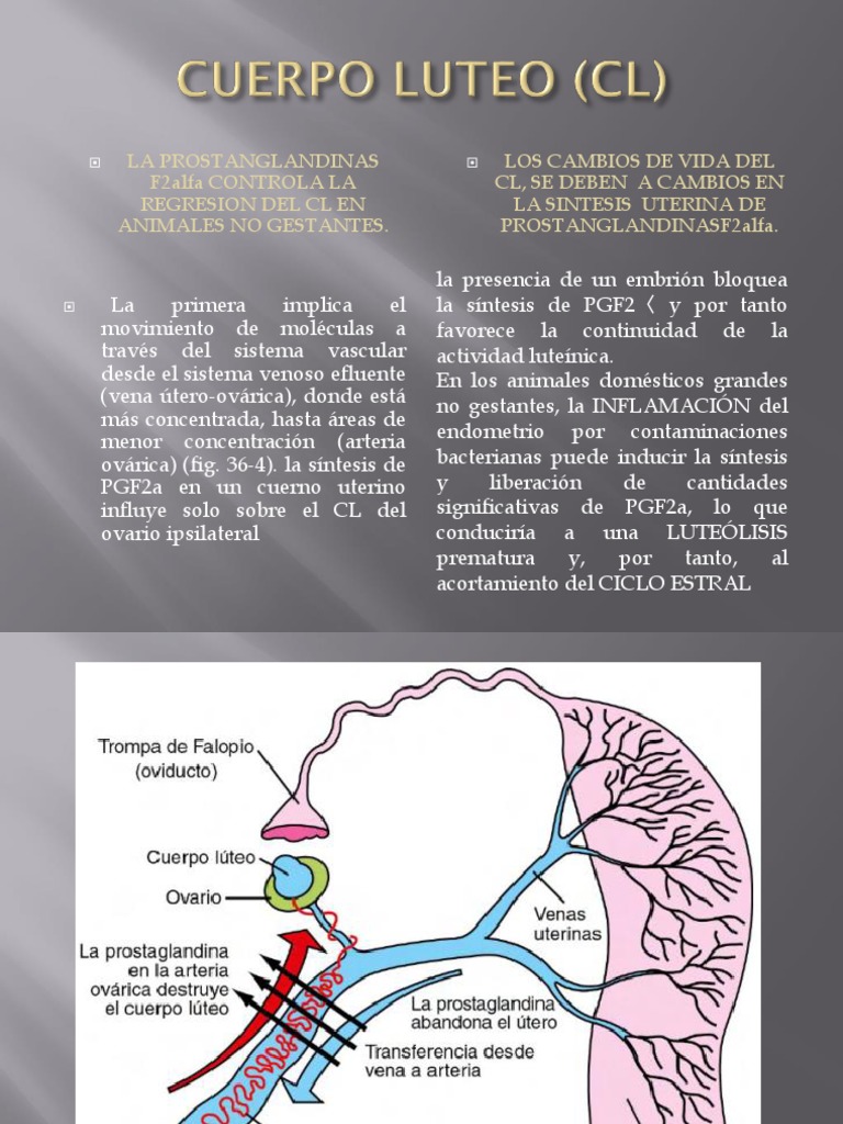 Prostaglandinas F2alfa y Luteólisis en Animales | PDF | Ciclo menstrual ...