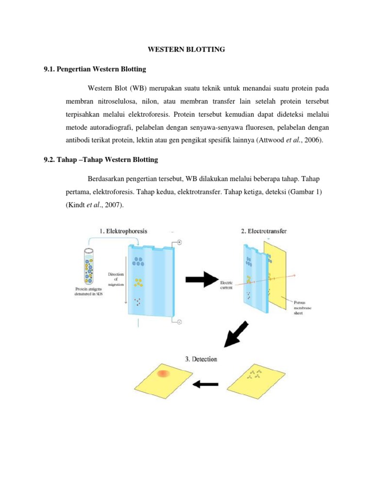 Western Blotting | PDF
