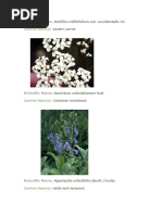 Tree Identification Cards | PDF | Flora | Trees