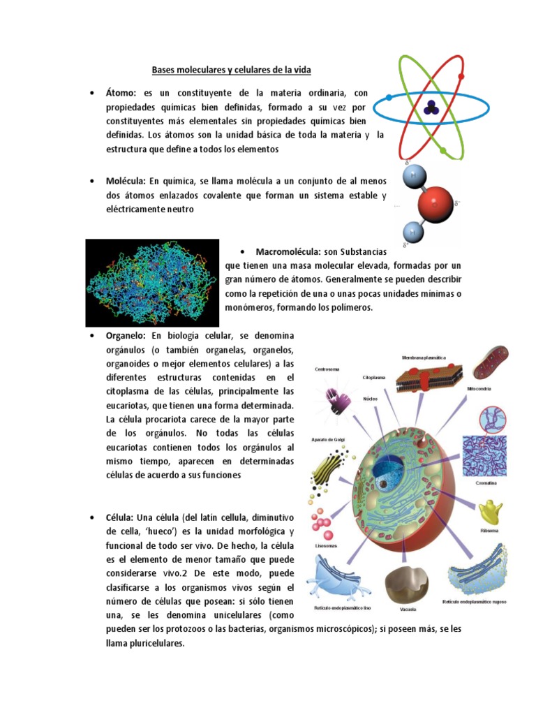 Bases Moleculares y Celulares de La Vida | PDF | Biología Celular) | Organismos