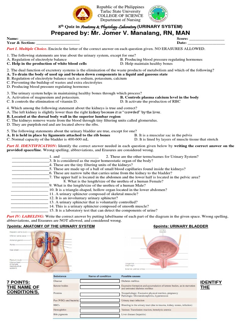 8th Quiz URINARY SYSTEM (Quiz) | PDF | Urinary System | Urinary Bladder