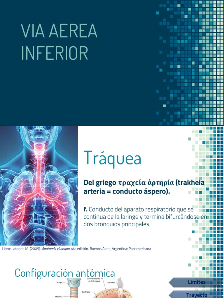 Anatomía de la Vía Aérea Inferior | PDF | Pulmón | Anatomía