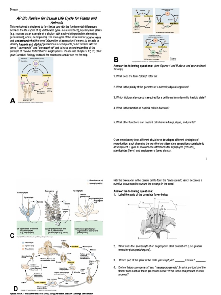AP Bio Review Sheet For The Life Cycle of Plants | Download Free PDF ...