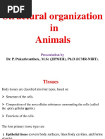 Rosie The Transgenic Cow | PDF