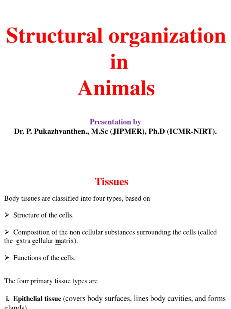 Structural Organization in Animals | PDF | Epithelium | Connective Tissue