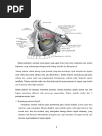 Anatomi Maksila & Mandibula | PDF