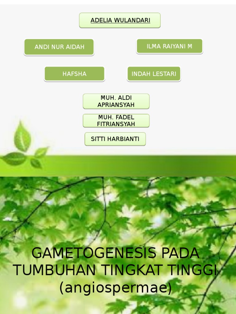 Angiospermae | PDF | Griya & Taman | Kesehatan Holistik