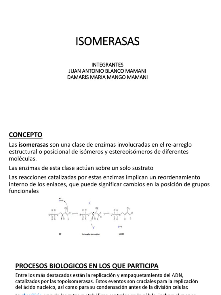 Isomerasas Exposicion-1 | PDF | Enzima | Metabolismo