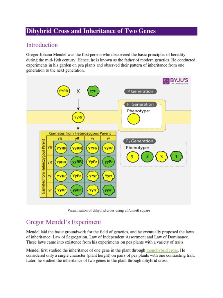 Activities Dihybrid Cross