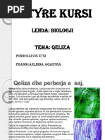 Qeliza Bimore | PDF