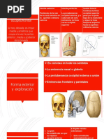 1 Region Superciliar | PDF | Cráneo | Anatomía humana