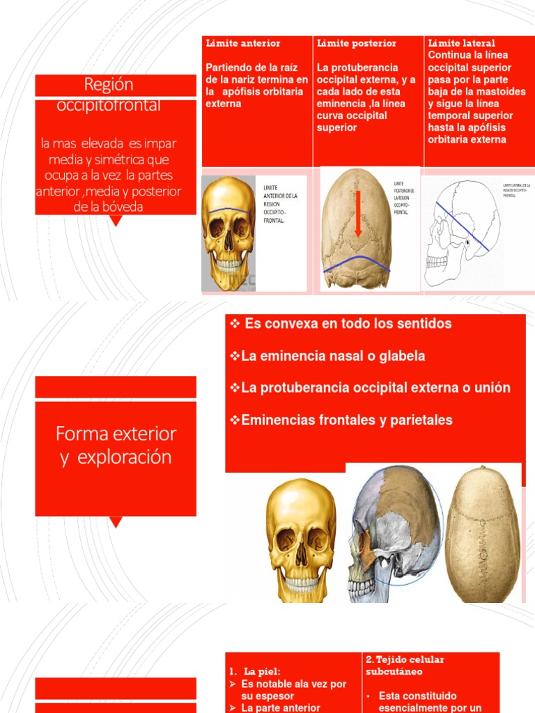 Anatomía de la Región Occipitofrontal | PDF | Anatomia animal ...