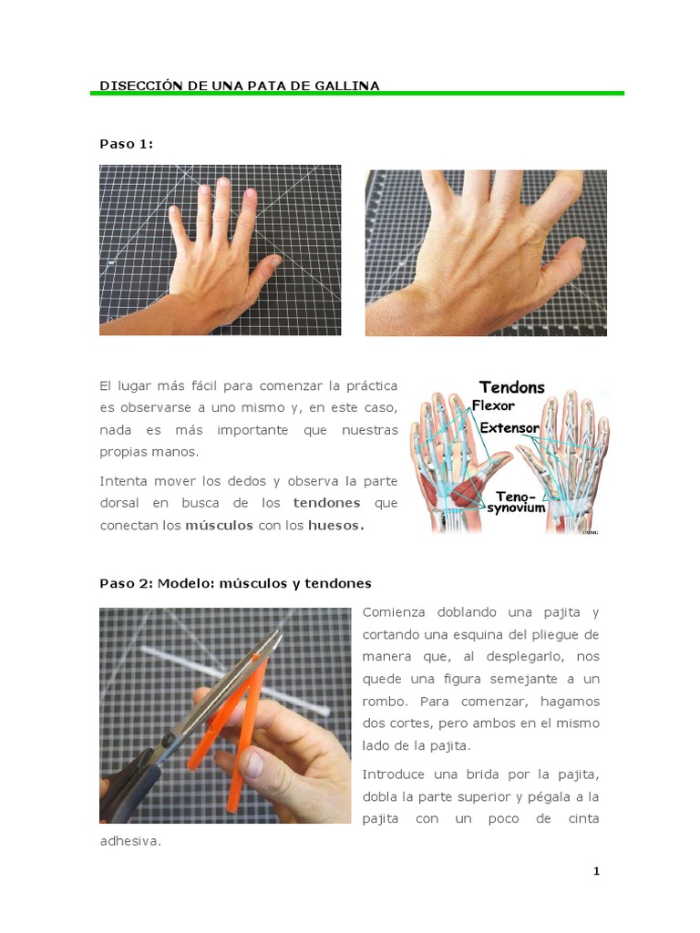 Músculos, Tendones Y Ligamentos Del Ala De Pollo