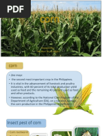 List of Some Common Weeds in The Philippines | PDF | Science & Mathematics