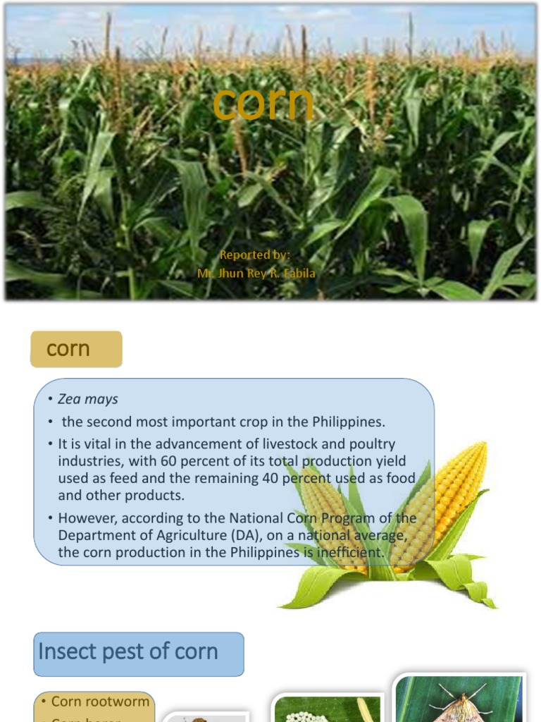 Integrated Pest Management For Corn (Zea Mays | PDF | Insects | Pest ...