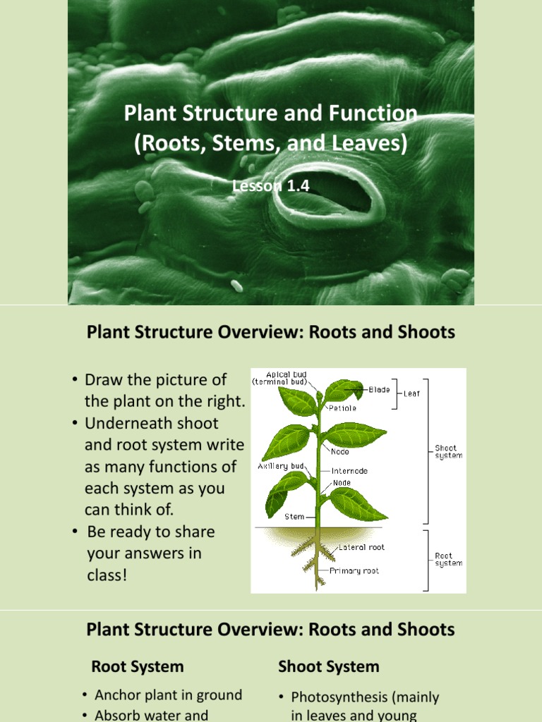 Plant Structure And Function