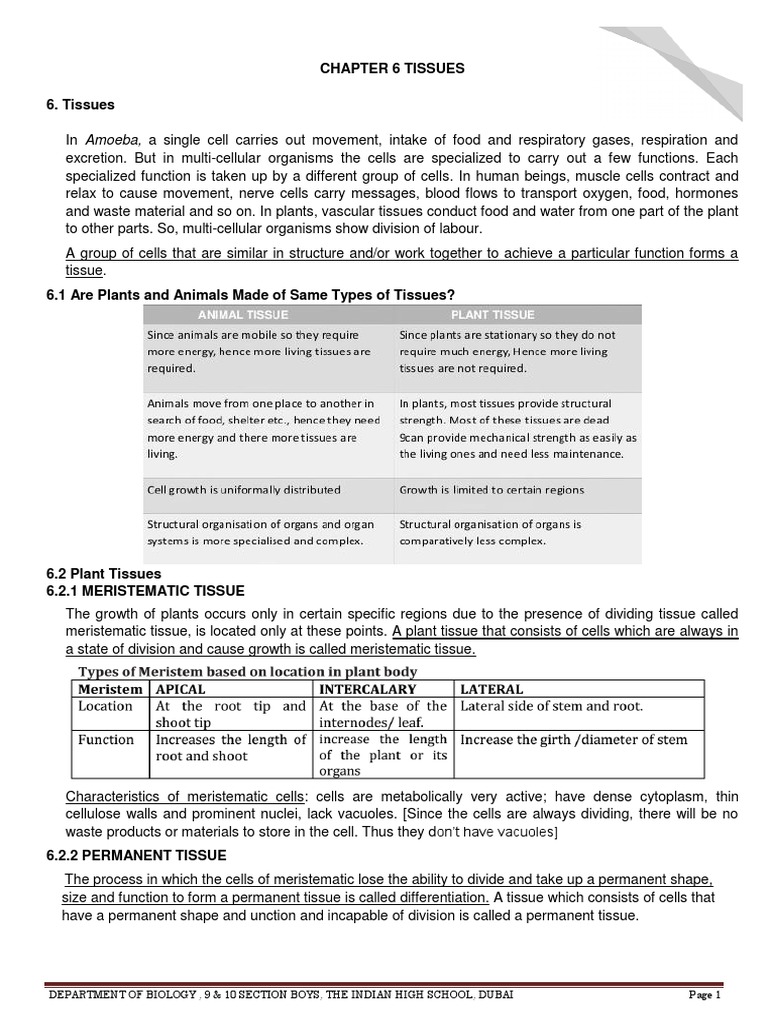 Tissues - Comprehensive Notes | PDF | Epithelium | Tissue (Biology)