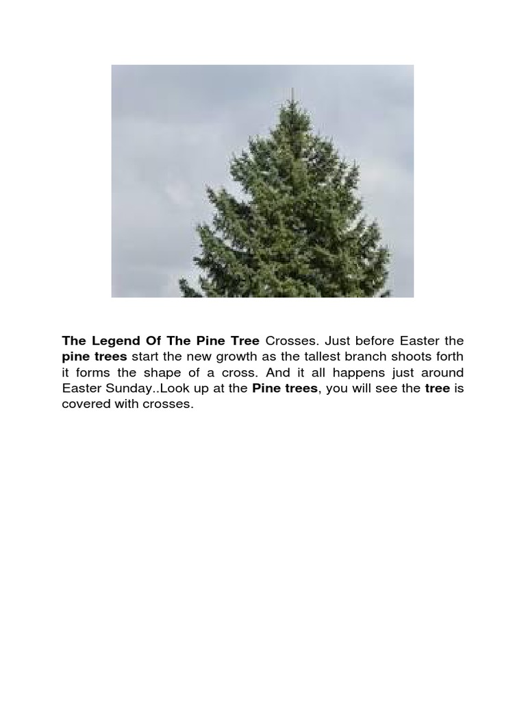 The Legend of The Pine Tree Crosses | PDF | Plants | Foods