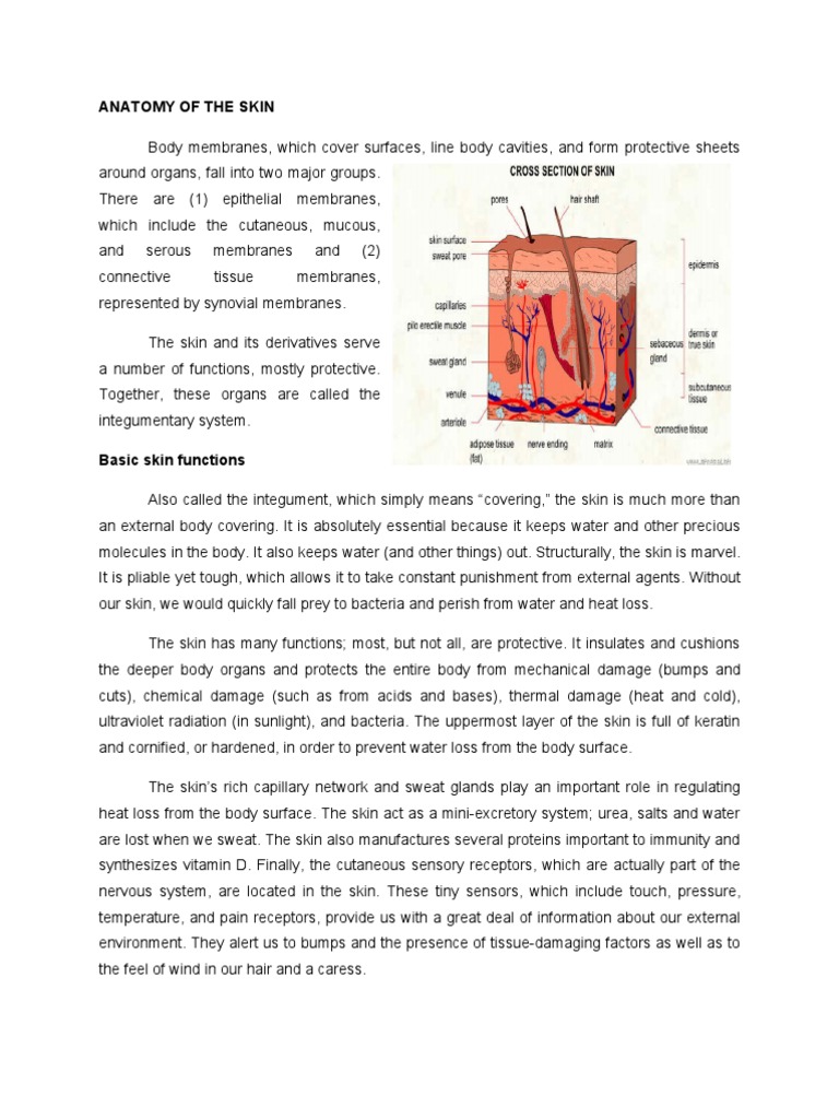 Anatomy of The Skin | PDF | Lymphatic System | Immune System