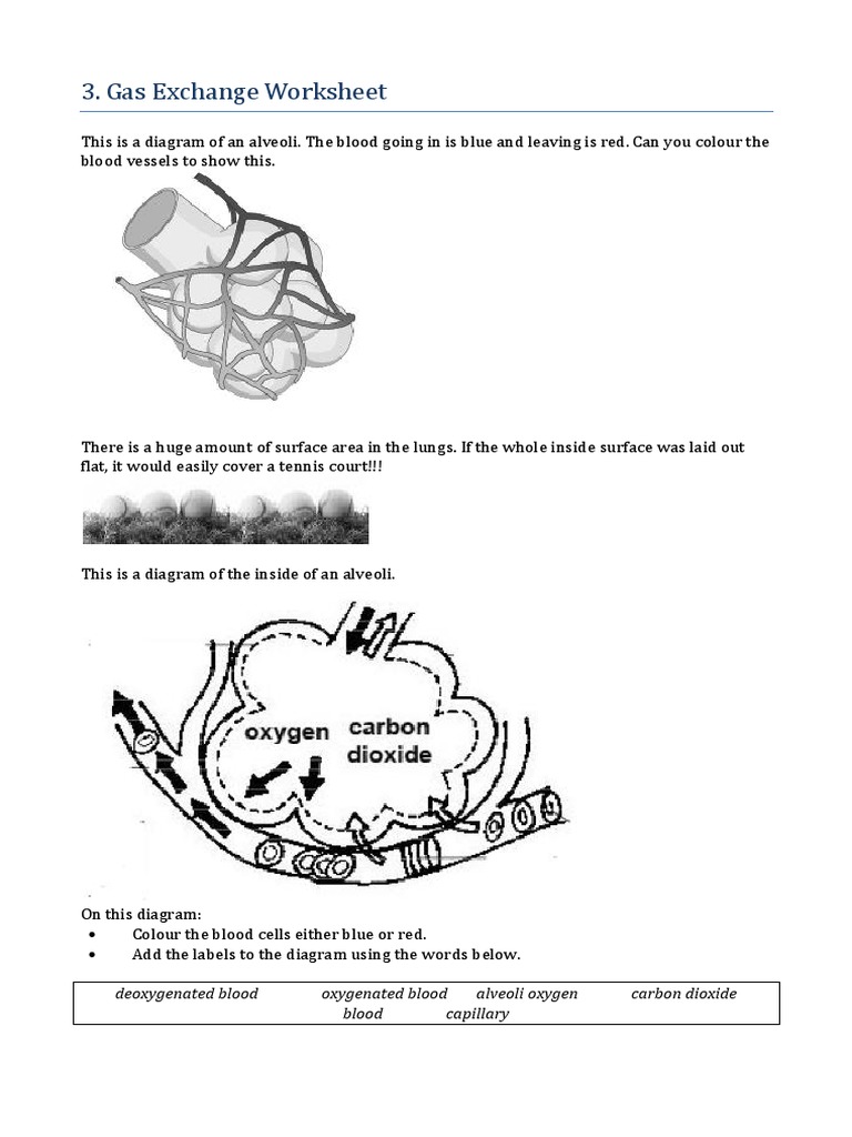 Gas Exchange Worksheet | PDF