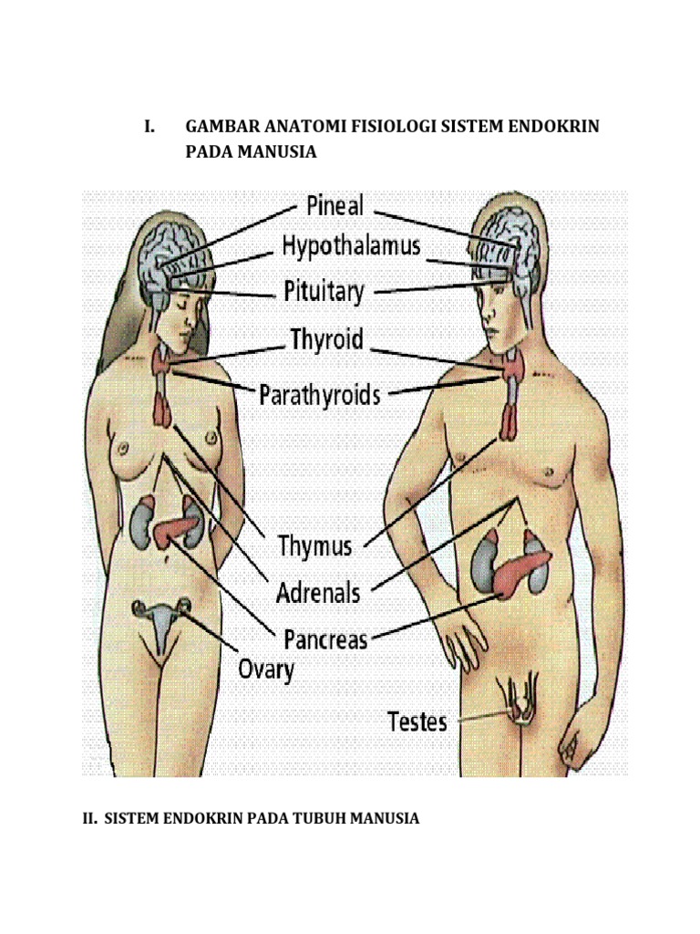 TM ANFIS Sistem Endokrin | PDF