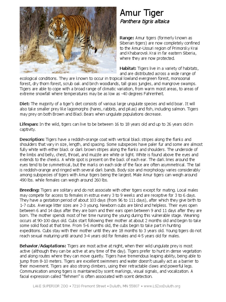 Amur Tiger | PDF | Tiger | Organisms