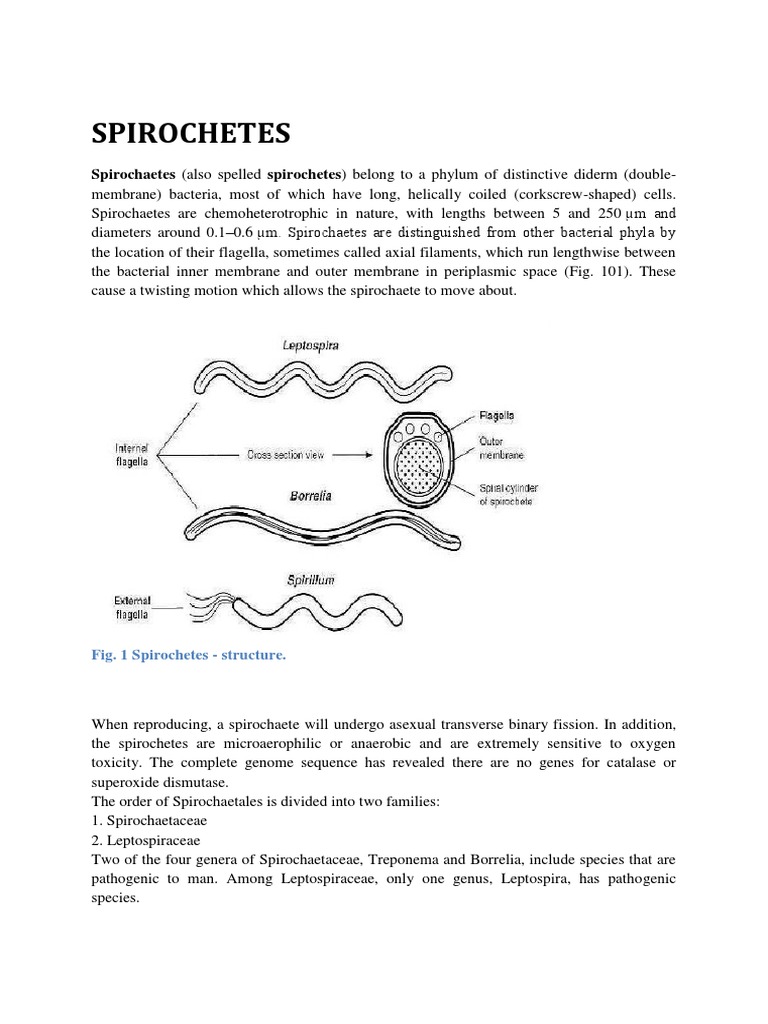 SPIROCHETES | PDF | Immunology | Medical Specialties