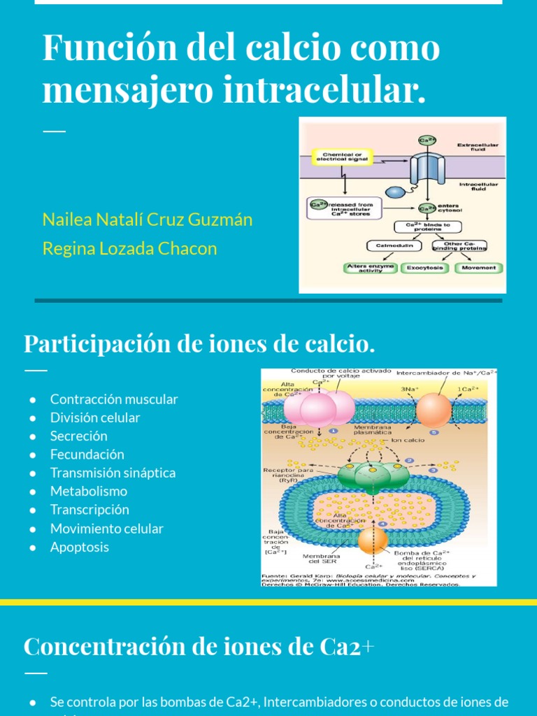 Función Del Calcio Como Mensajero Intracelular | PDF | Citosol | Calcio