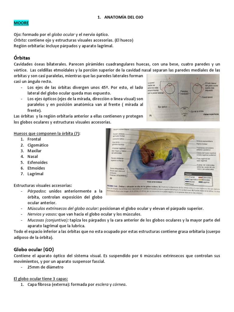 Anatomía Del Ojo | PDF | Ojo humano | Anatomía de los primates