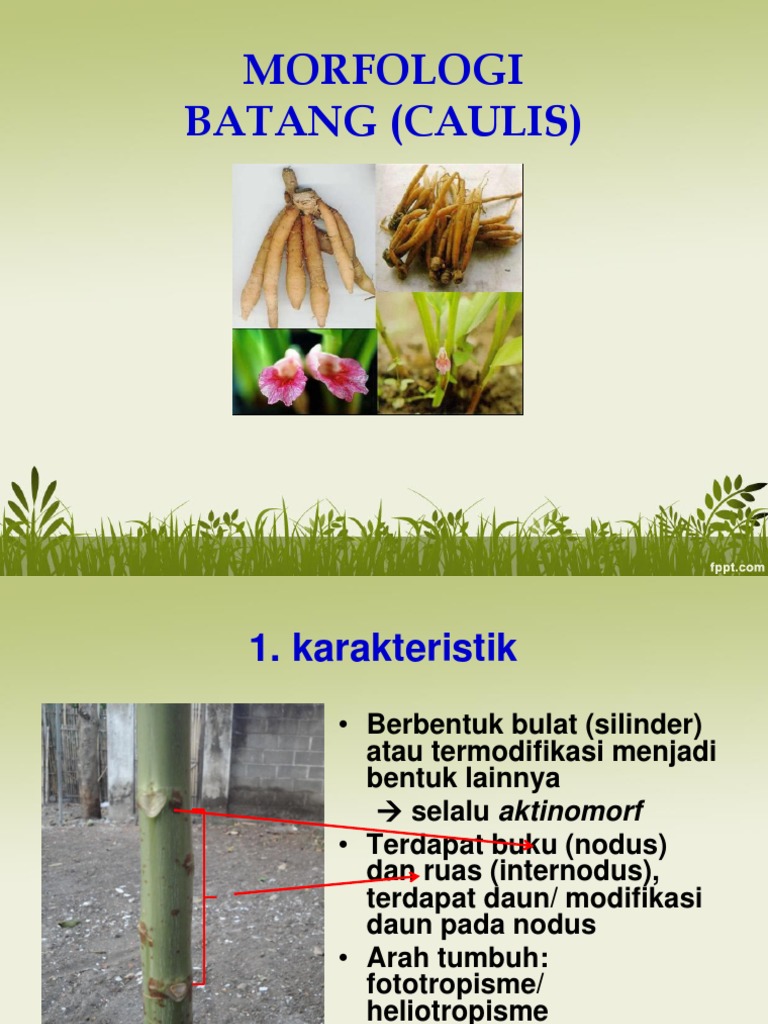 Morfologi Batang. | PDF