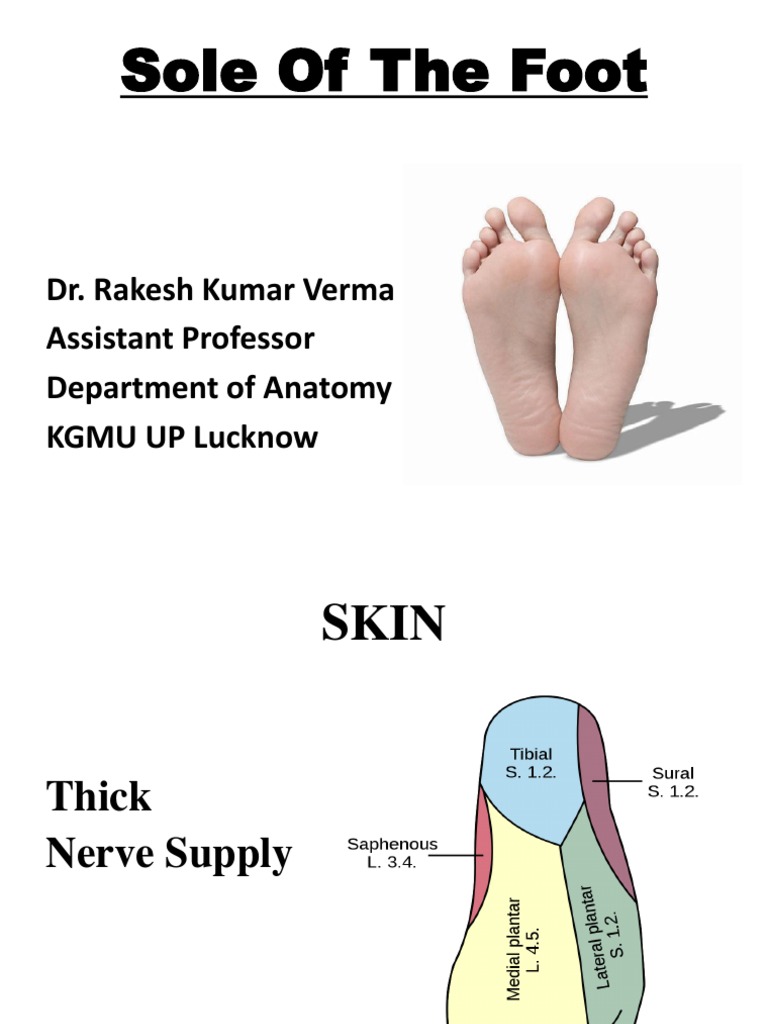 A Sole 16 12 14 | PDF | Soft Tissue | Foot