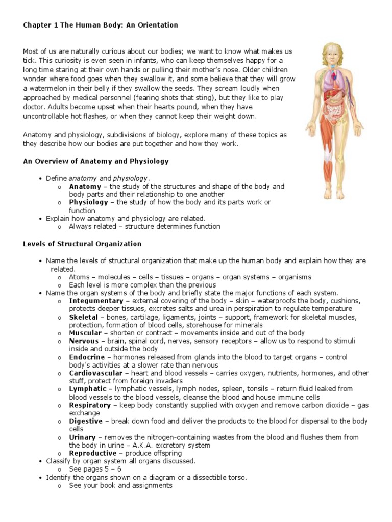 Chapter 1 The Human Body | PDF | Human Body | Blood