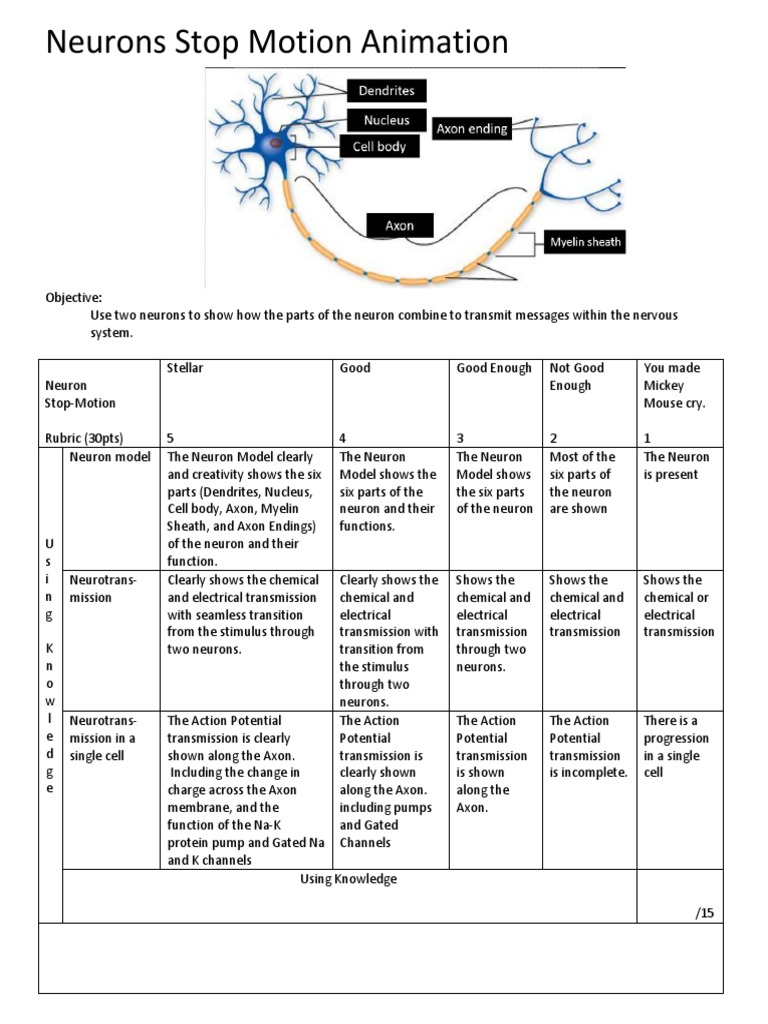 Neuron Transmission Stop-Motion Animation | PDF | Neuron | Axon