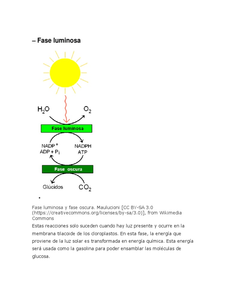Fase Luminosa | PDF | Fotosíntesis | Cloroplasto