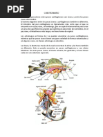 Anatomía del Calamar: Interna y Externa | PDF | Corazón | Sistema ...