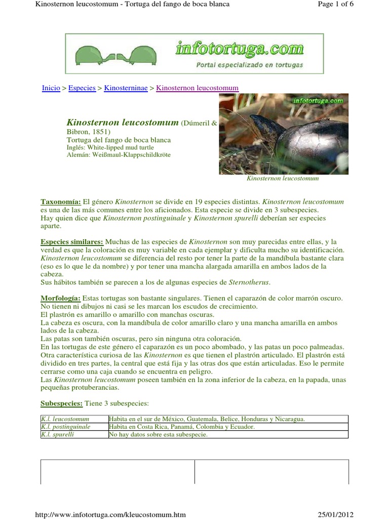 Kinosternon Leucostomum | PDF | Tortuga | Alimentos