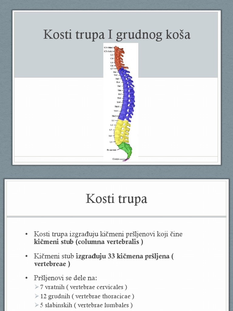 Kosti Trupa I Grudnog Kosa | PDF