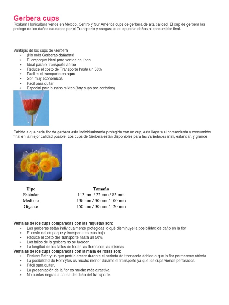 Gerbera Cups | PDF | Plantas de jardín | Anatomía