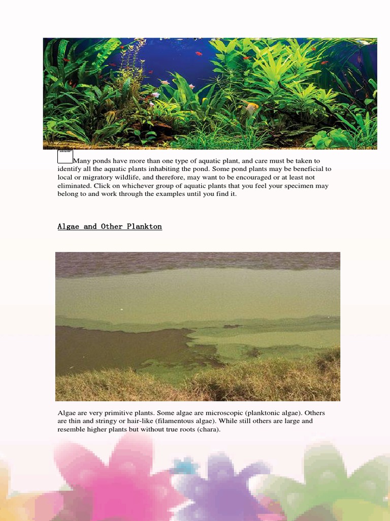 Identifying Aquatic Plants Inhabiting a Pond: A Guide to Distinguishing ...