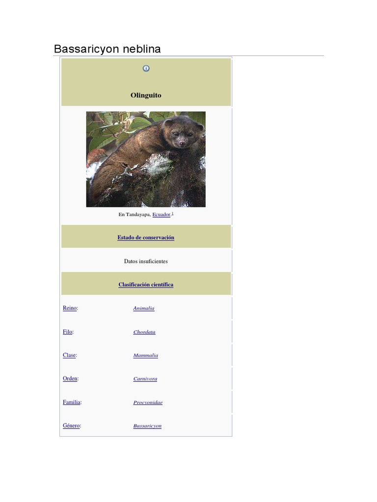 Características del Olinguito (Bassaricyon neblina) | PDF | Caniformes ...