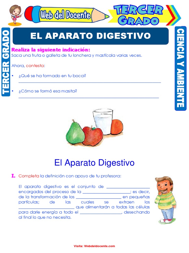 El Aparato Digestivo para Tercer Grado de Primaria | PDF | Sistema ...