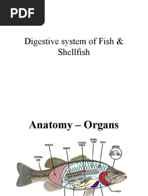 Fish Digestive System