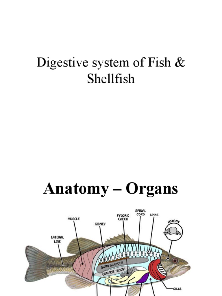 Digestive System of Fish & Shellfish | PDF | Gastrointestinal Tract ...