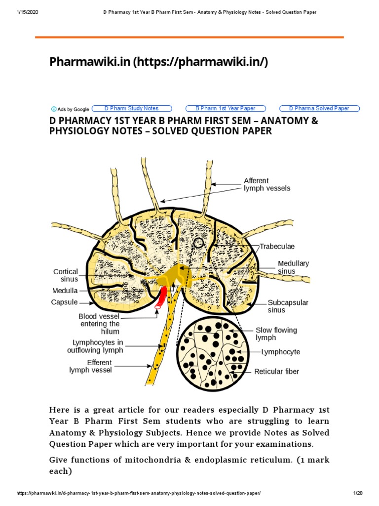 D Pharmacy 1st Year B Pharm First Sem - Anatomy & Physiology Notes ...