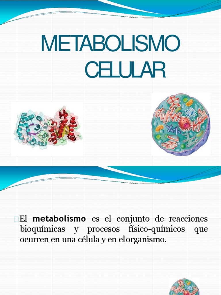 Metabolismo Celular | PDF | Metabolismo | Biología Celular)