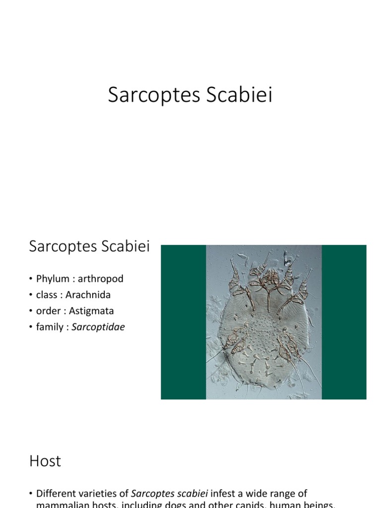 Sarcoptes Scabiei | PDF | Insects | Organisms