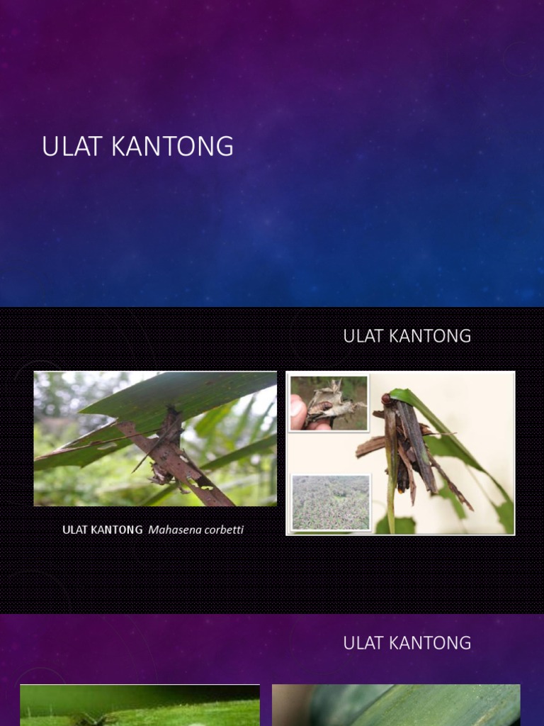 Ulat Kantong-1 | PDF