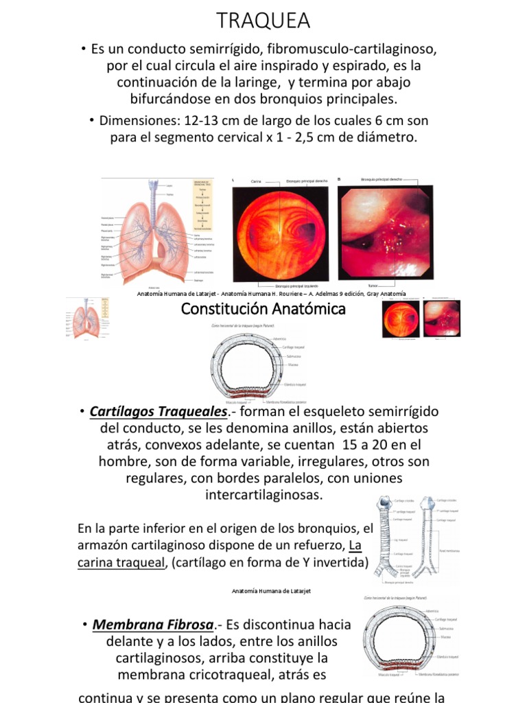 Tráquea | PDF | Sistema musculoesquelético | Anatomía humana