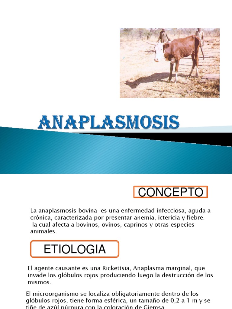 18) - Anaplasmosis | PDF | Vacas | Anemia